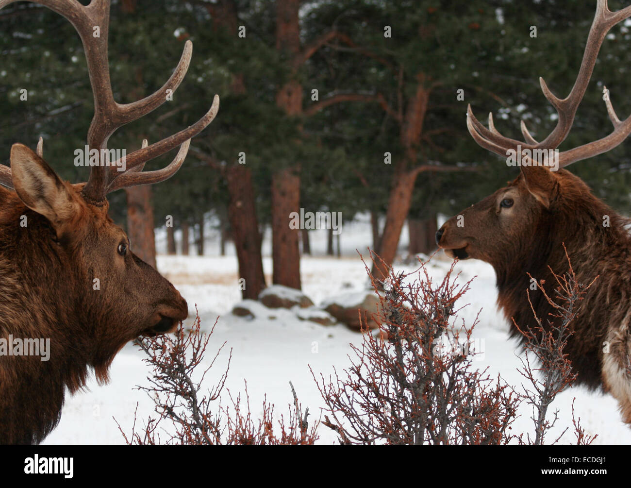 Zwei stiere -Fotos und -Bildmaterial in hoher Auflösung – Alamy