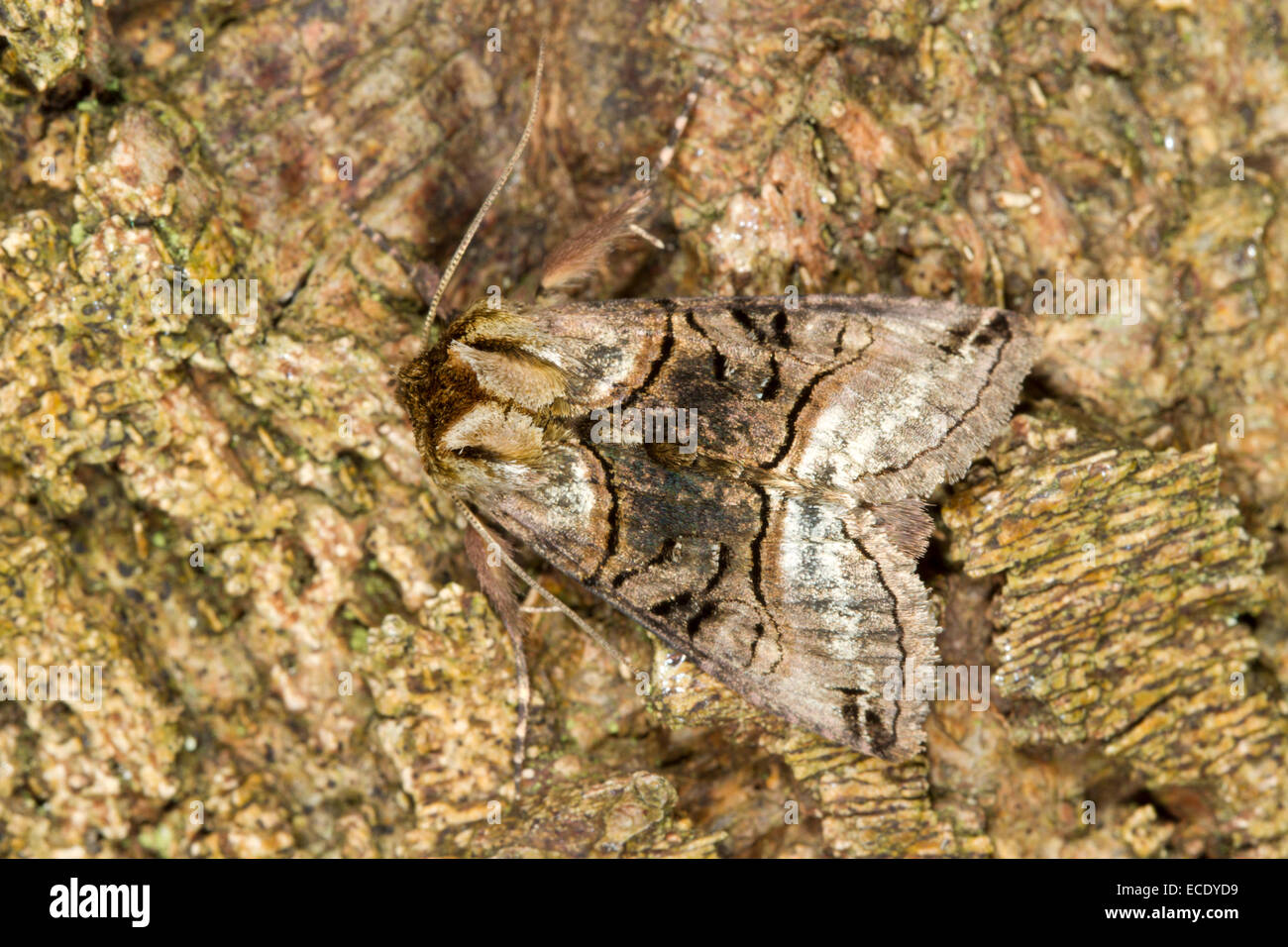 Nuss baum -Fotos und -Bildmaterial in hoher Auflösung – Alamy