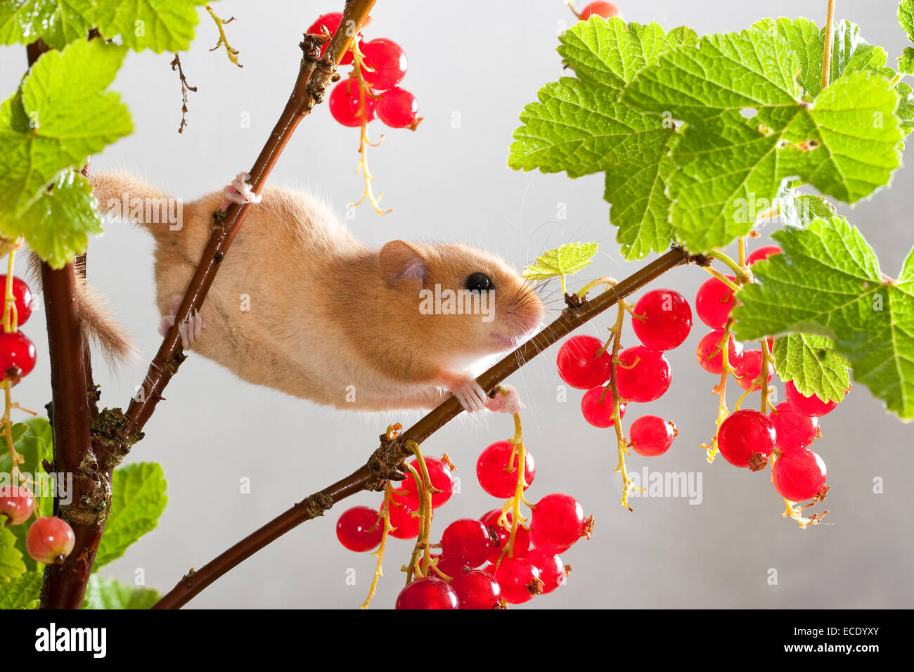 Haselmaus, Haselmaus, Johannisbeeren, Haselmaus, tragen, Hasel-Maus ...