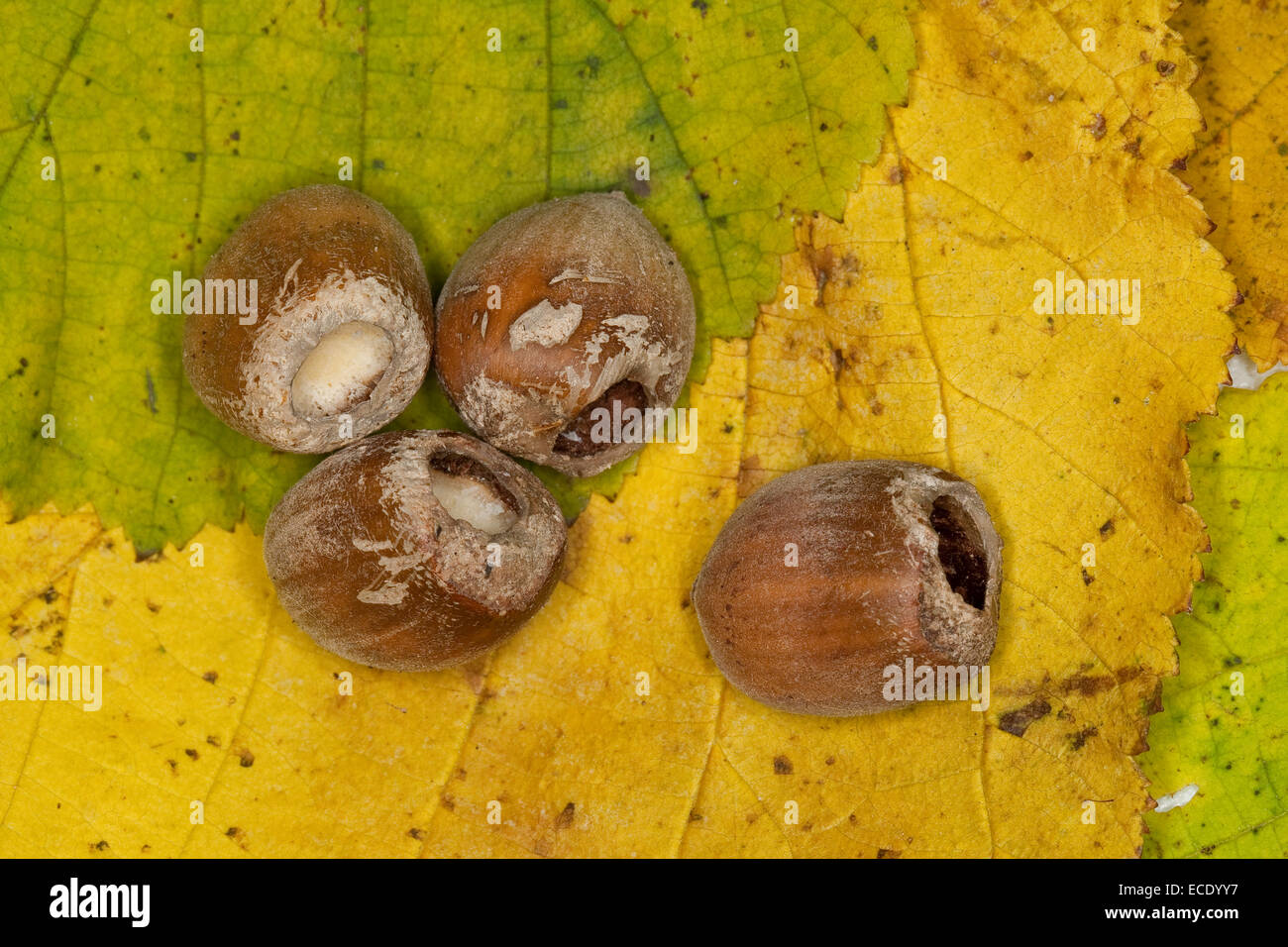 Haselmaus, Haselmaus, Haselnüsse, Maiskolben, Haselmaus, Fraßspur ...