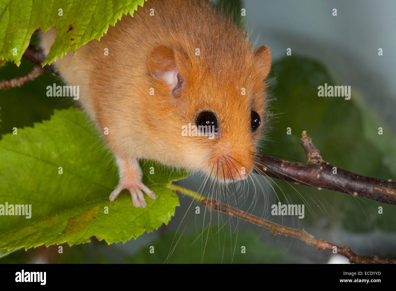 Haselmaus, Haselmaus, Haselnüsse, Maiskolben, Haselmaus, Hasel-Maus ...