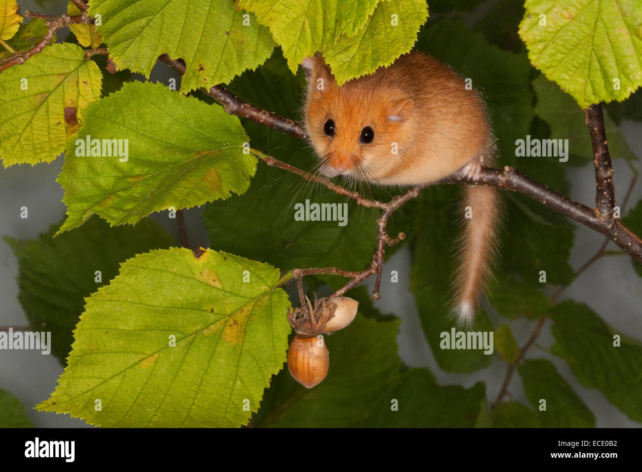 Haselmaus, Haselmaus, Haselnüsse, Maiskolben, Haselmaus, Hasel-Maus ...