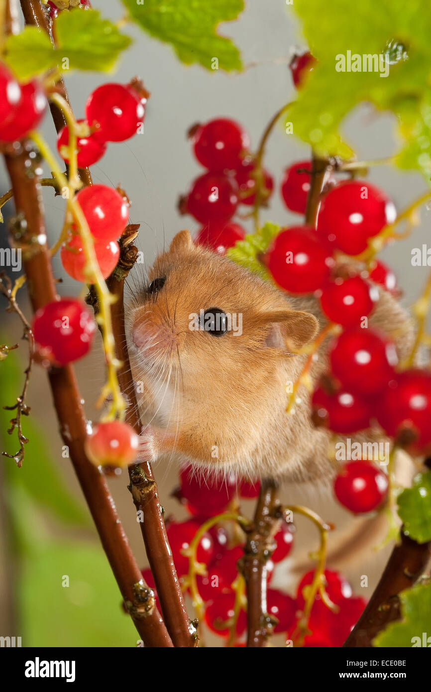 Haselmaus, Haselmaus, Johannisbeeren, Haselmaus, tragen, Hasel-Maus ...