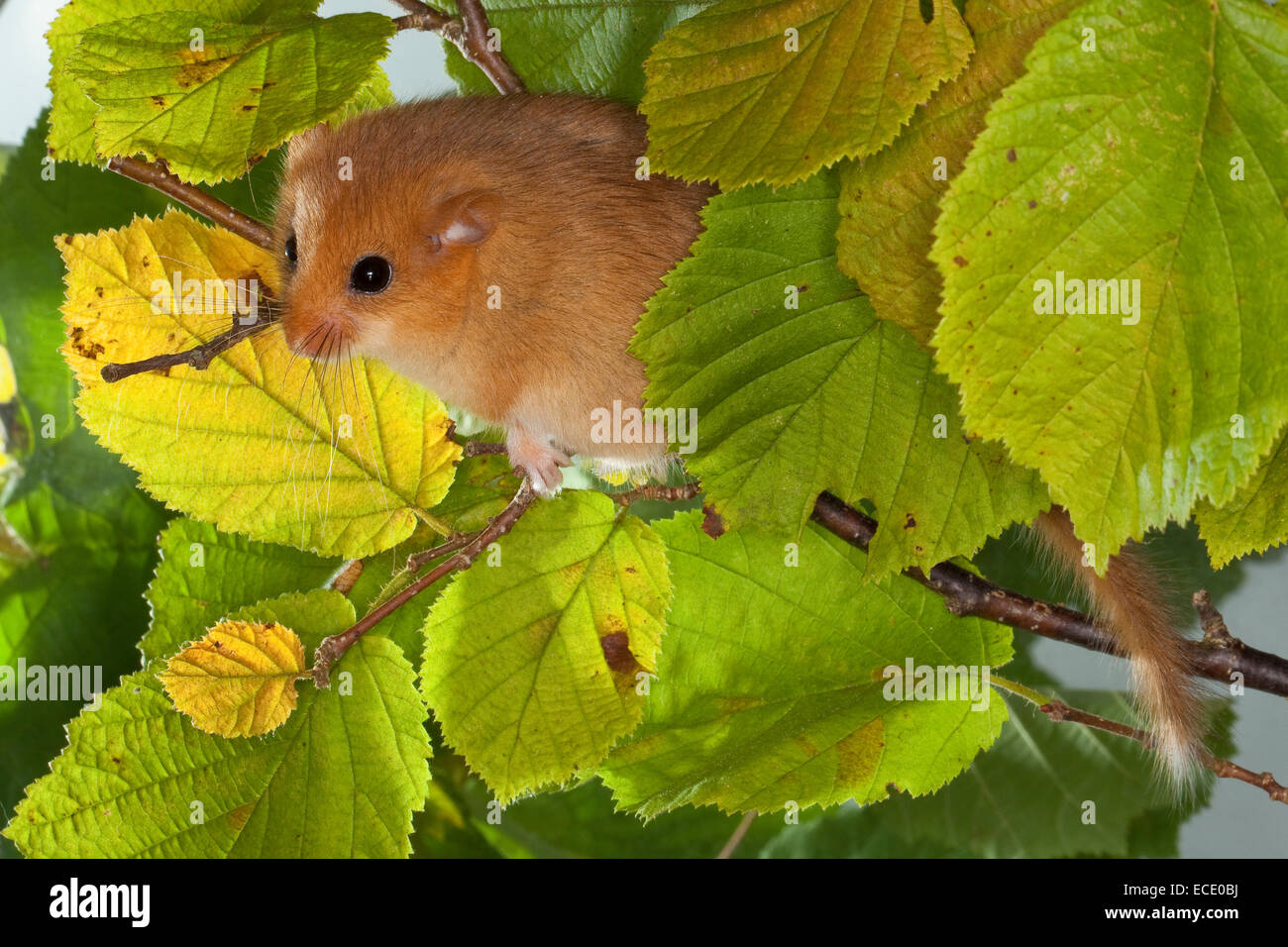 Haselmaus, Haselmaus, Haselnüsse, Maiskolben, Haselmaus, Hasel-Maus ...