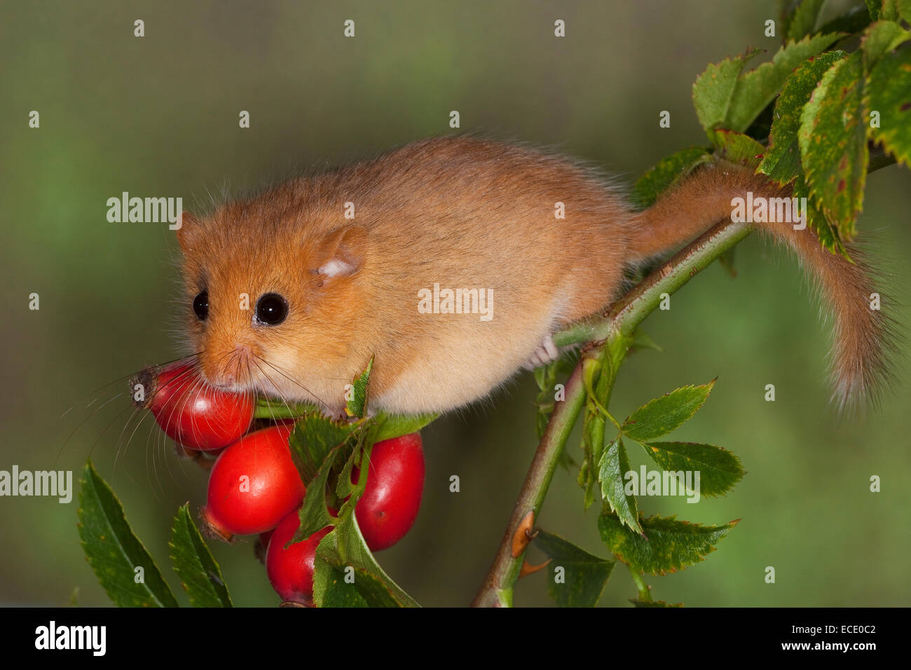 Rose Hüfte, Haselmaus, Hagebutten, Hasel-Maus, Haselmaus, Haselmaus ...