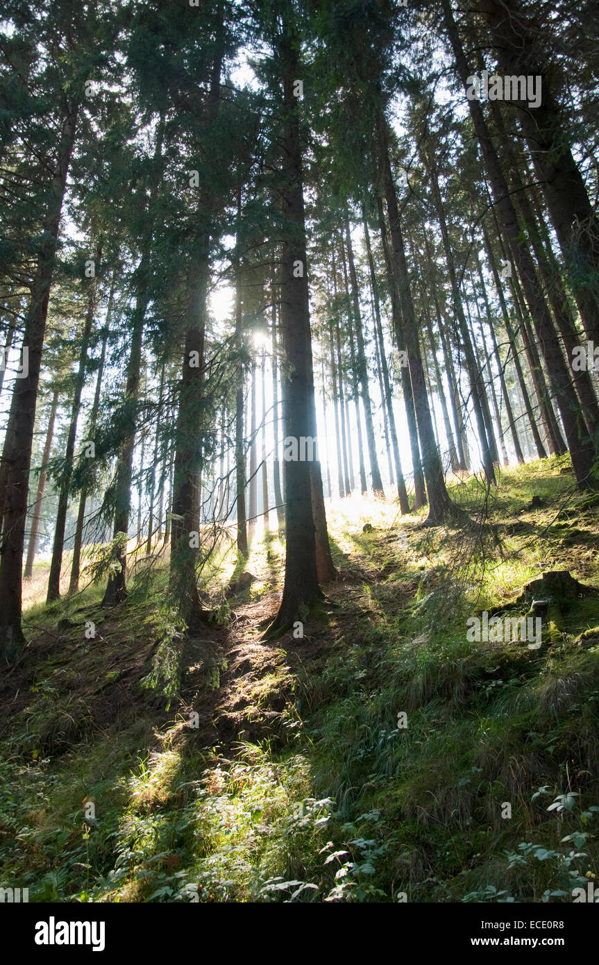 Norwegen fichten picea abies -Fotos und -Bildmaterial in hoher ...