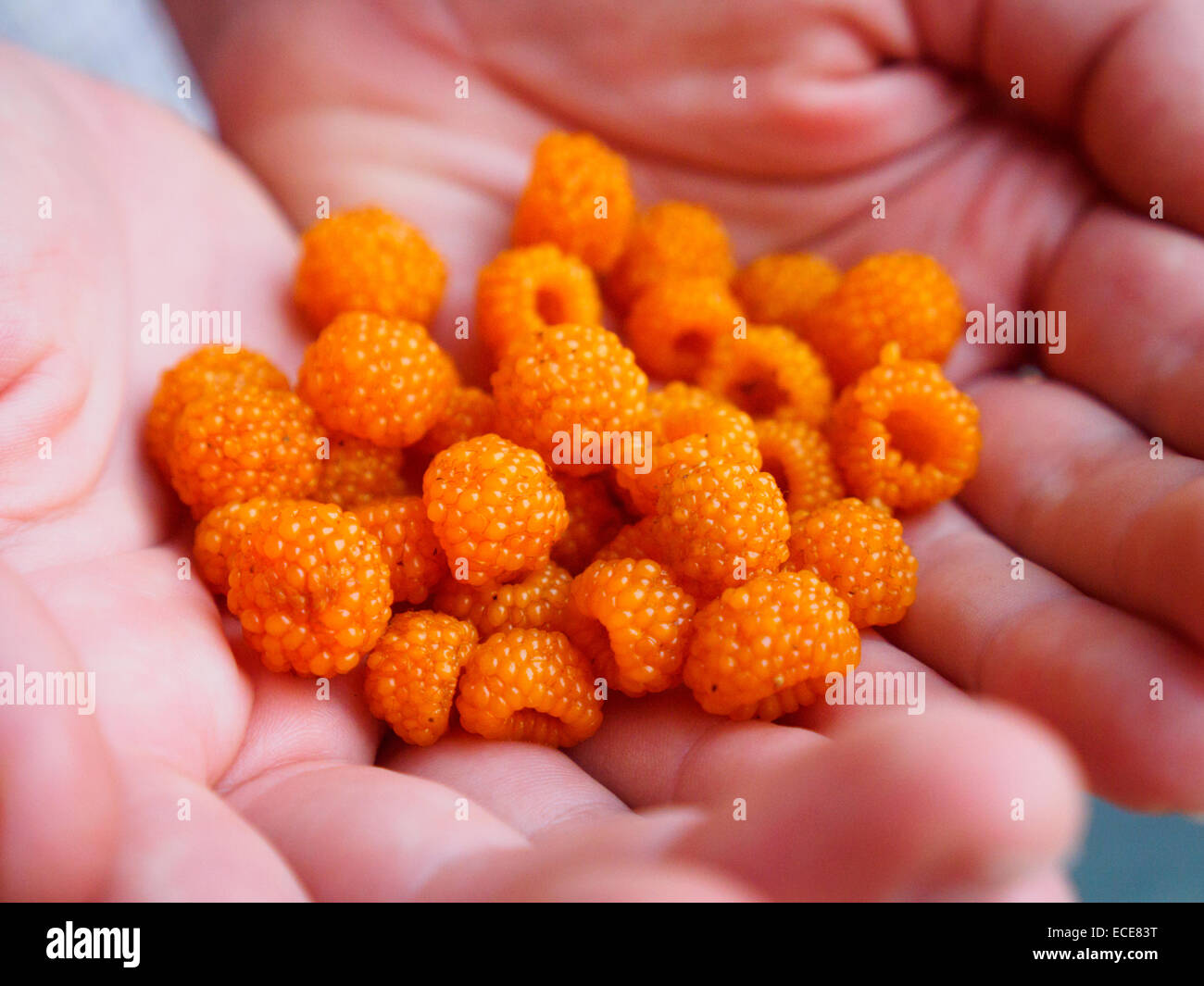 Berries berry fruit nepal -Fotos und -Bildmaterial in hoher Auflösung ...
