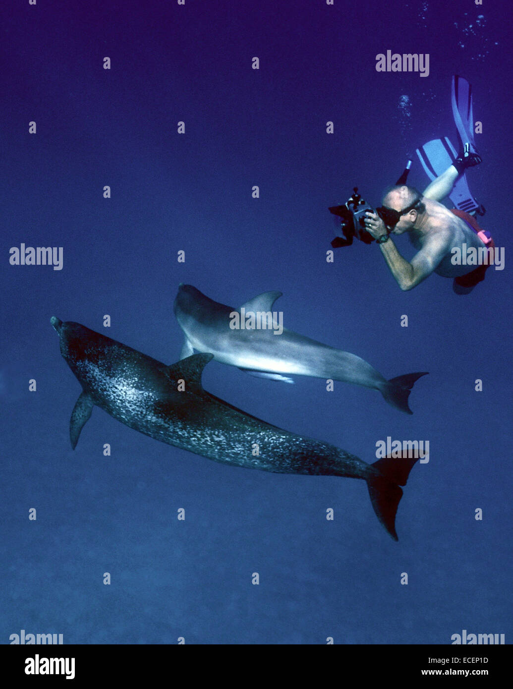 Baby delfin -Fotos und -Bildmaterial in hoher Auflösung – Alamy