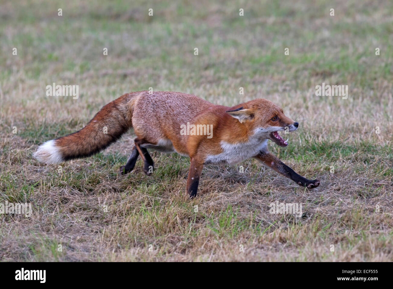 Rennender fuchs -Fotos und -Bildmaterial in hoher Auflösung – Alamy
