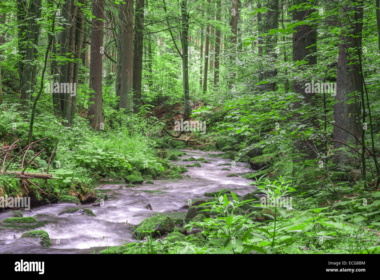 Fichten forst -Fotos und -Bildmaterial in hoher Auflösung - Seite 2 - Alamy