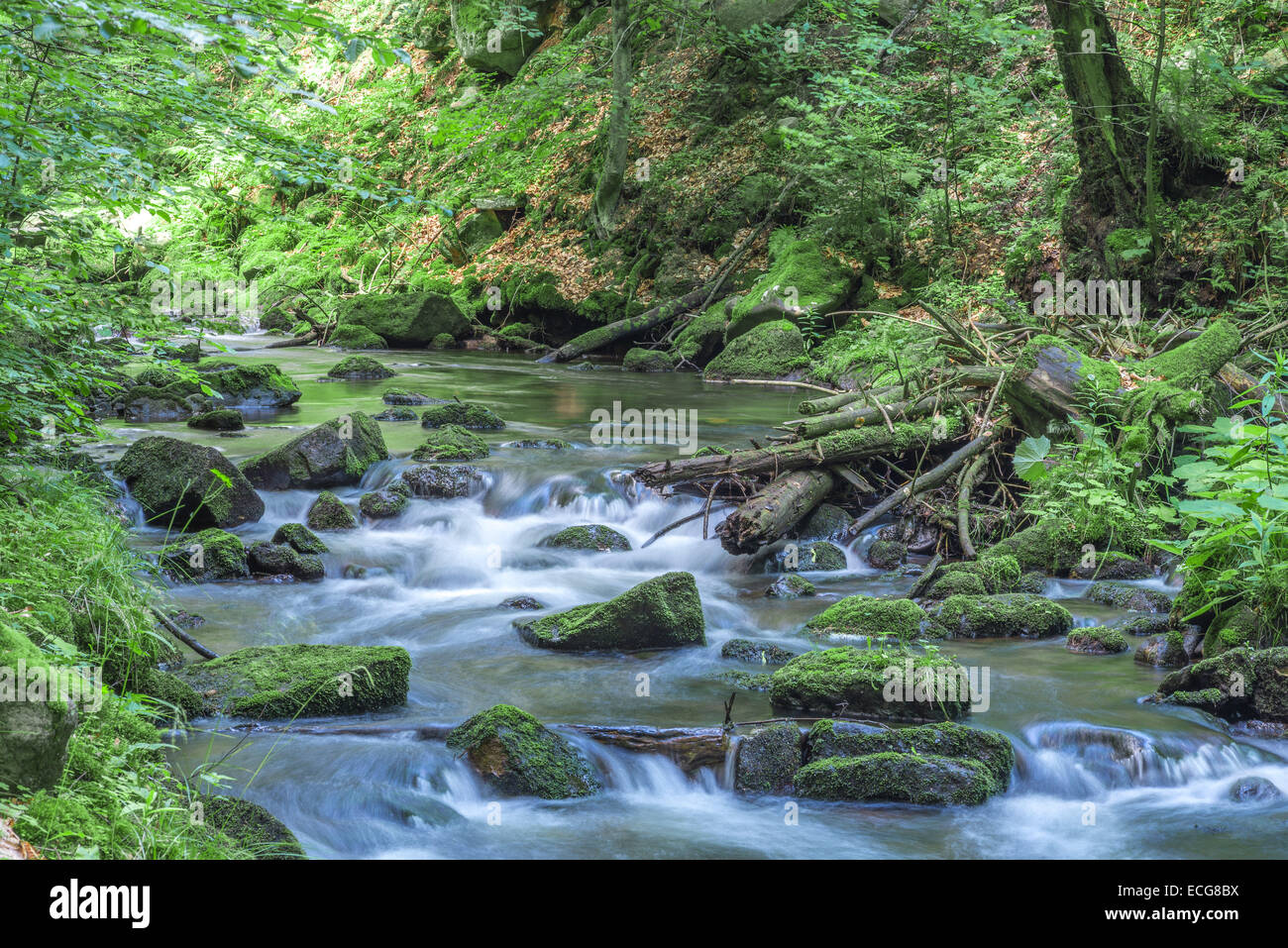 Fichten forst -Fotos und -Bildmaterial in hoher Auflösung - Seite 2 - Alamy
