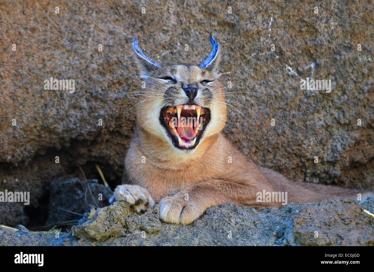 African caracal -Fotos und -Bildmaterial in hoher Auflösung – Alamy