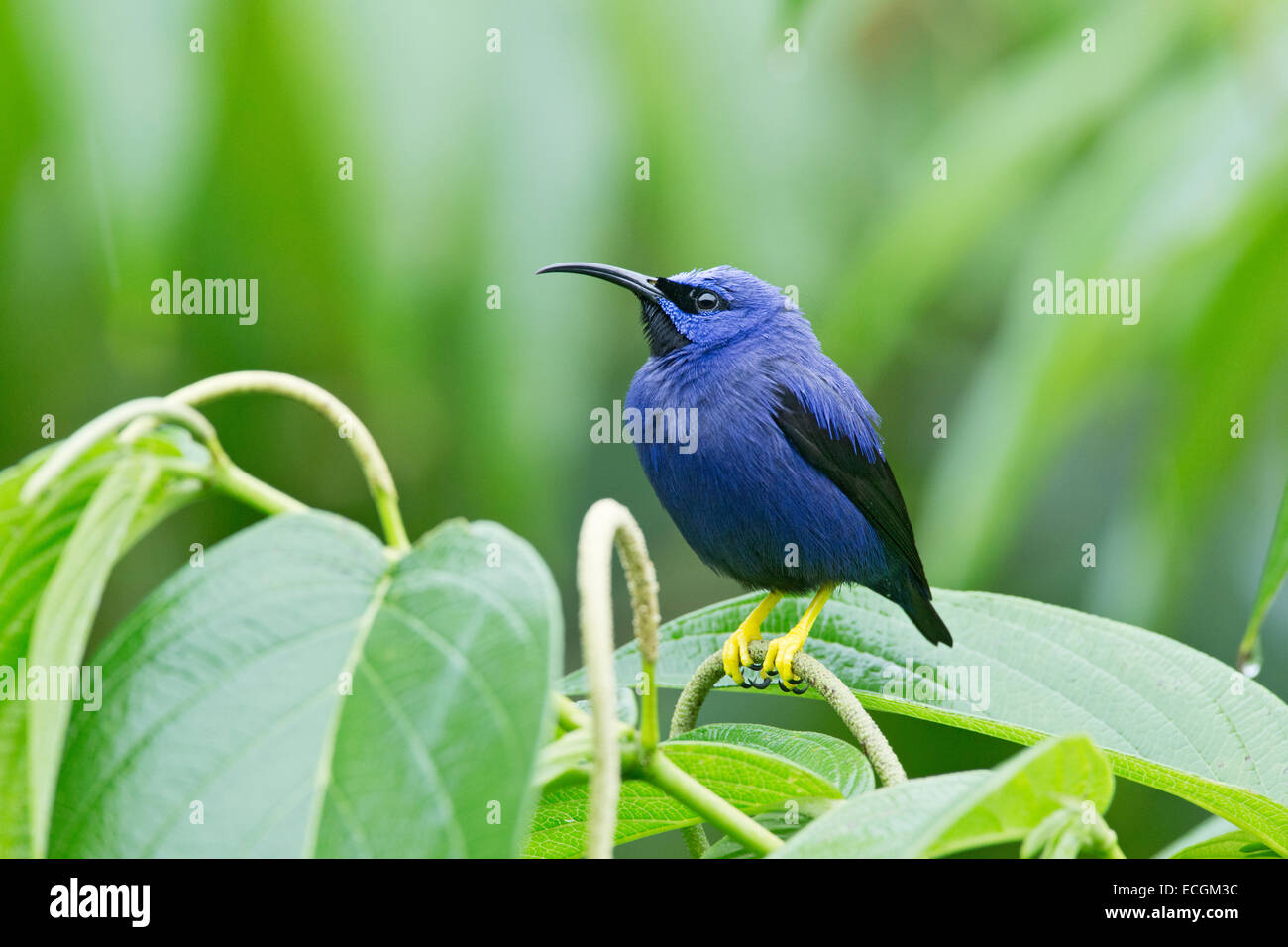 lila Kleidervogel (Cyanerpes Caeruleus) einzelne Männchen thront auf ...