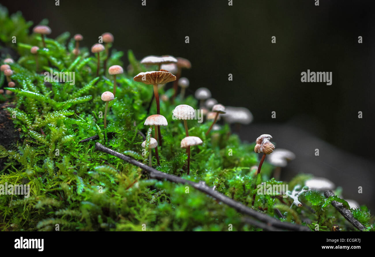 Pilz pilze moos -Fotos und -Bildmaterial in hoher Auflösung – Alamy