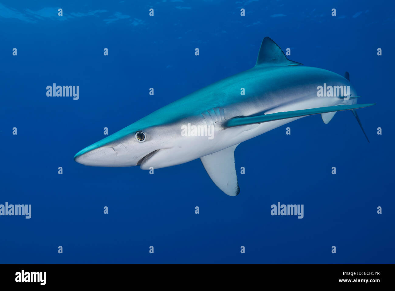 Der Blaue Hai Stockfotos und -bilder Kaufen - Alamy