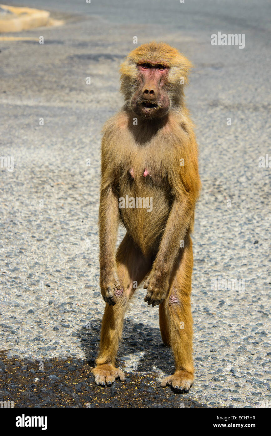 Der Hamadryas Pavian Stockfotos und -bilder Kaufen - Alamy