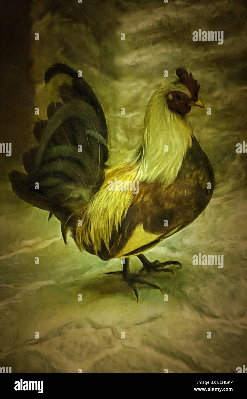 Dorking Hahn, Hahn - männliche Huhn; in einem allgemeinen Sinn, die ...