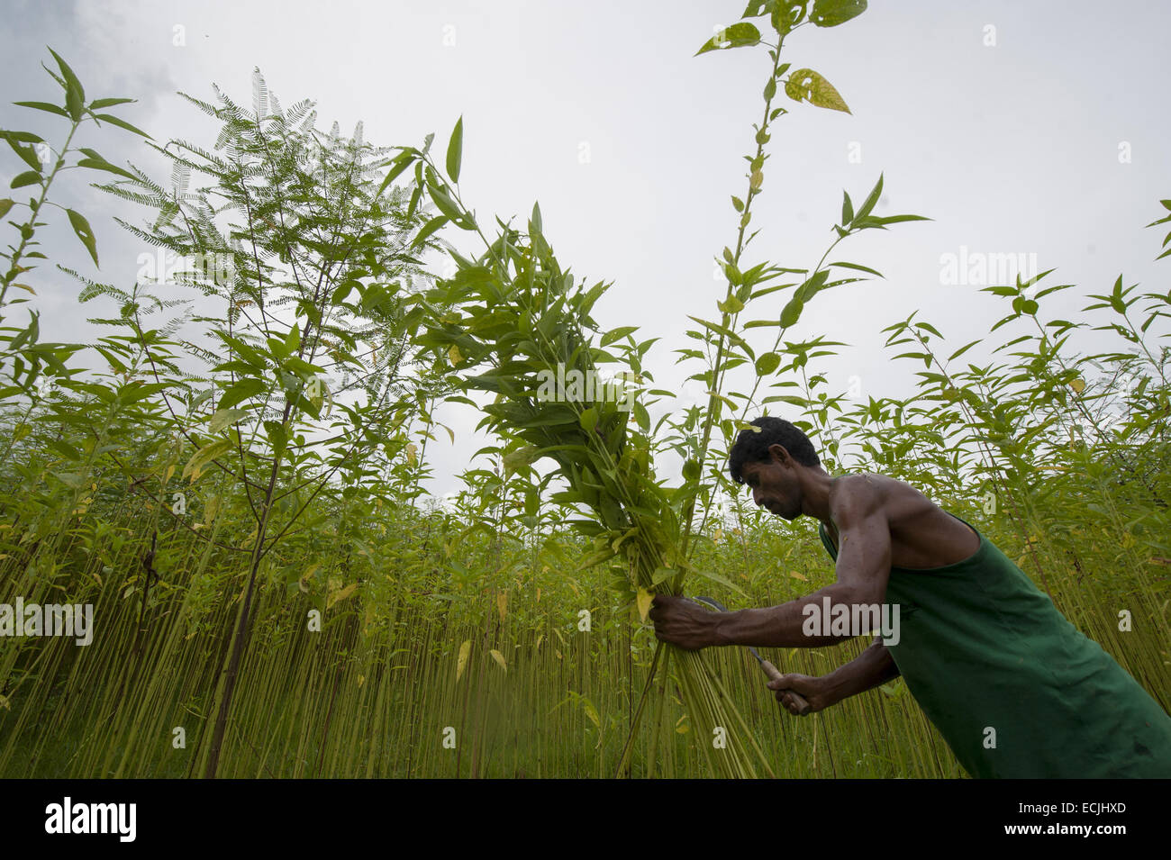 Cutting plants india -Fotos und -Bildmaterial in hoher Auflösung – Alamy