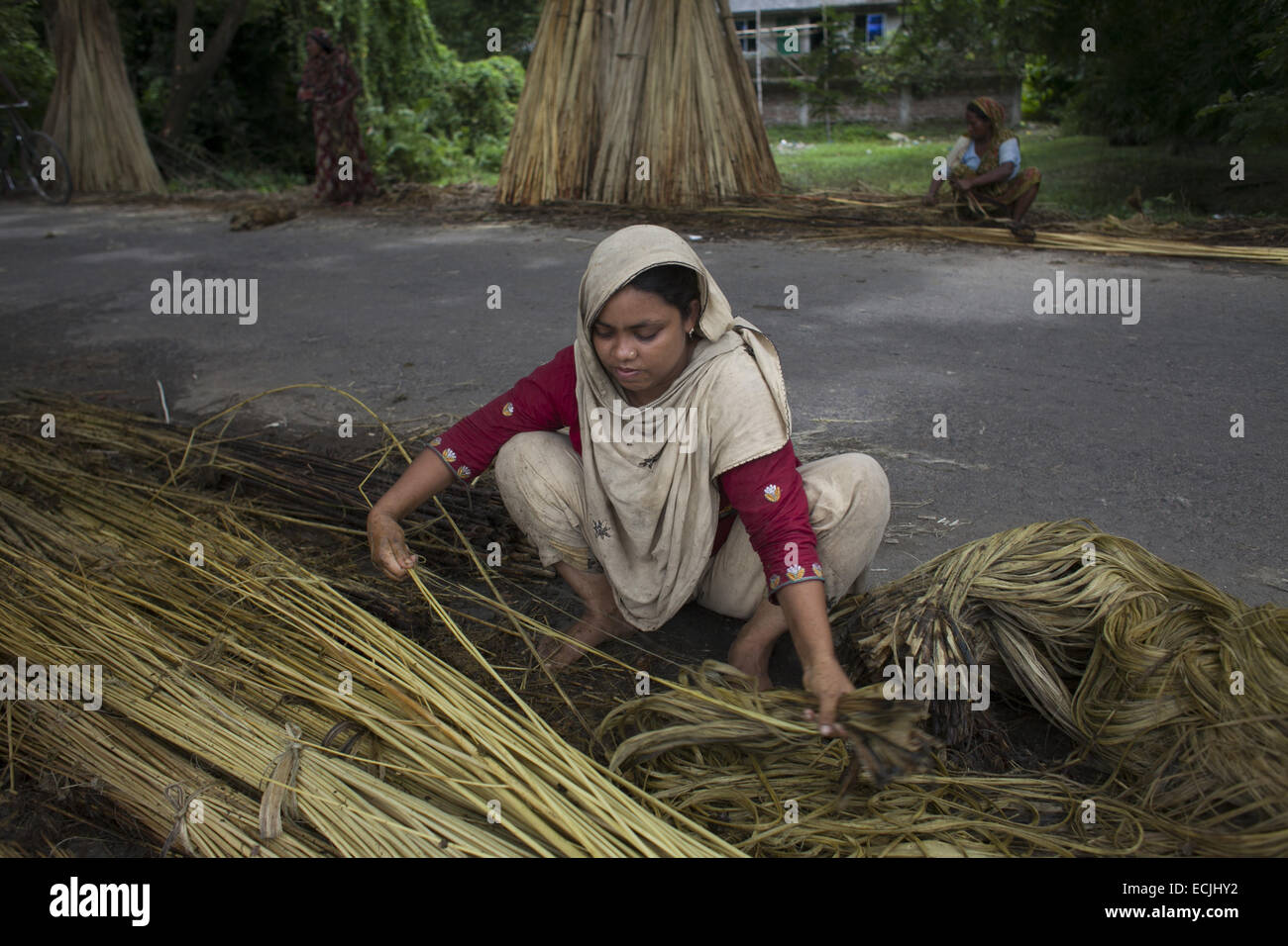 Cutting plants india -Fotos und -Bildmaterial in hoher Auflösung – Alamy
