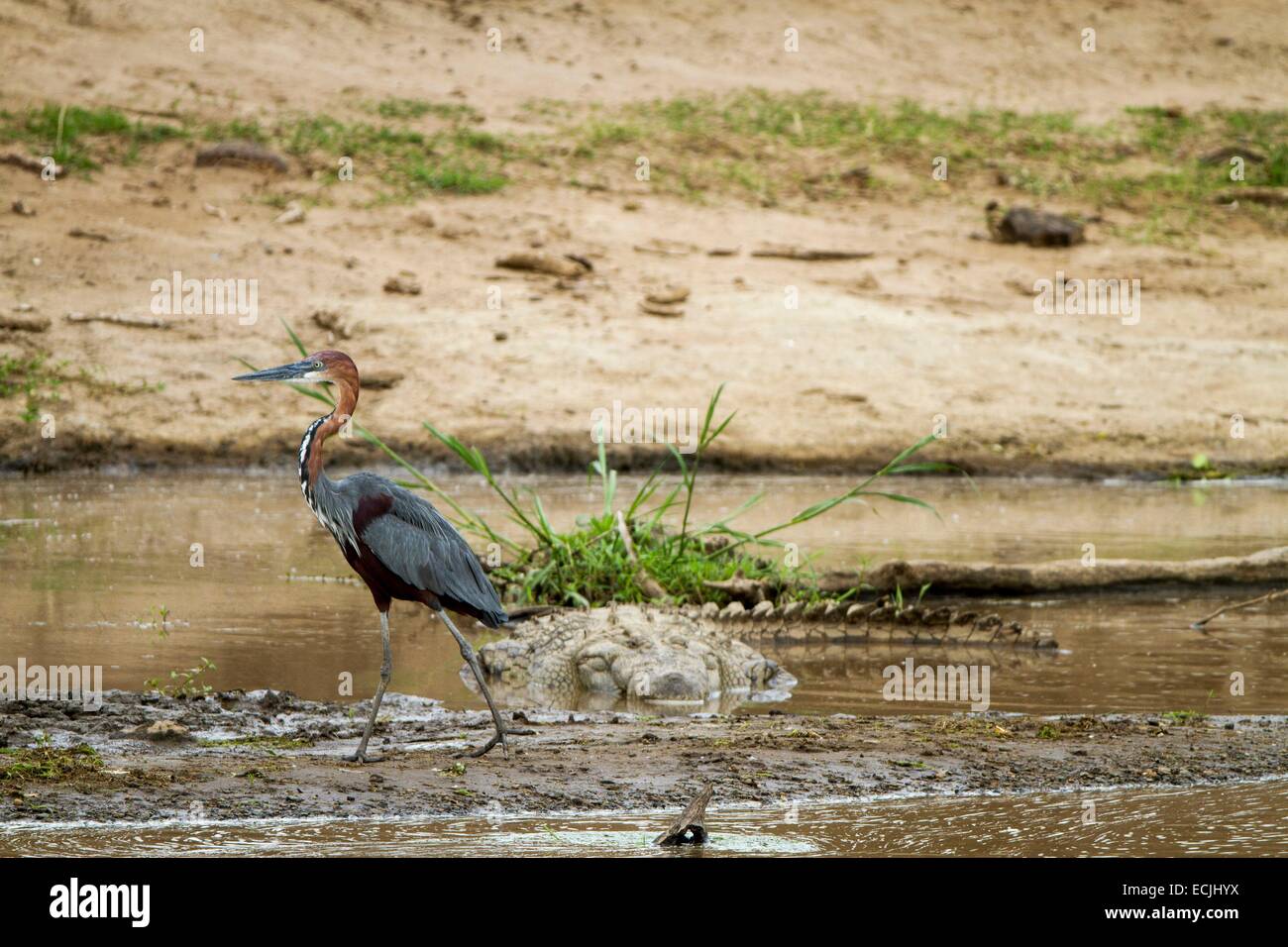 Goliath reiher -Fotos und -Bildmaterial in hoher Auflösung – Alamy