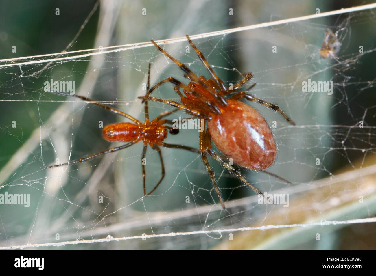 Theridiidae web -Fotos und -Bildmaterial in hoher Auflösung – Alamy