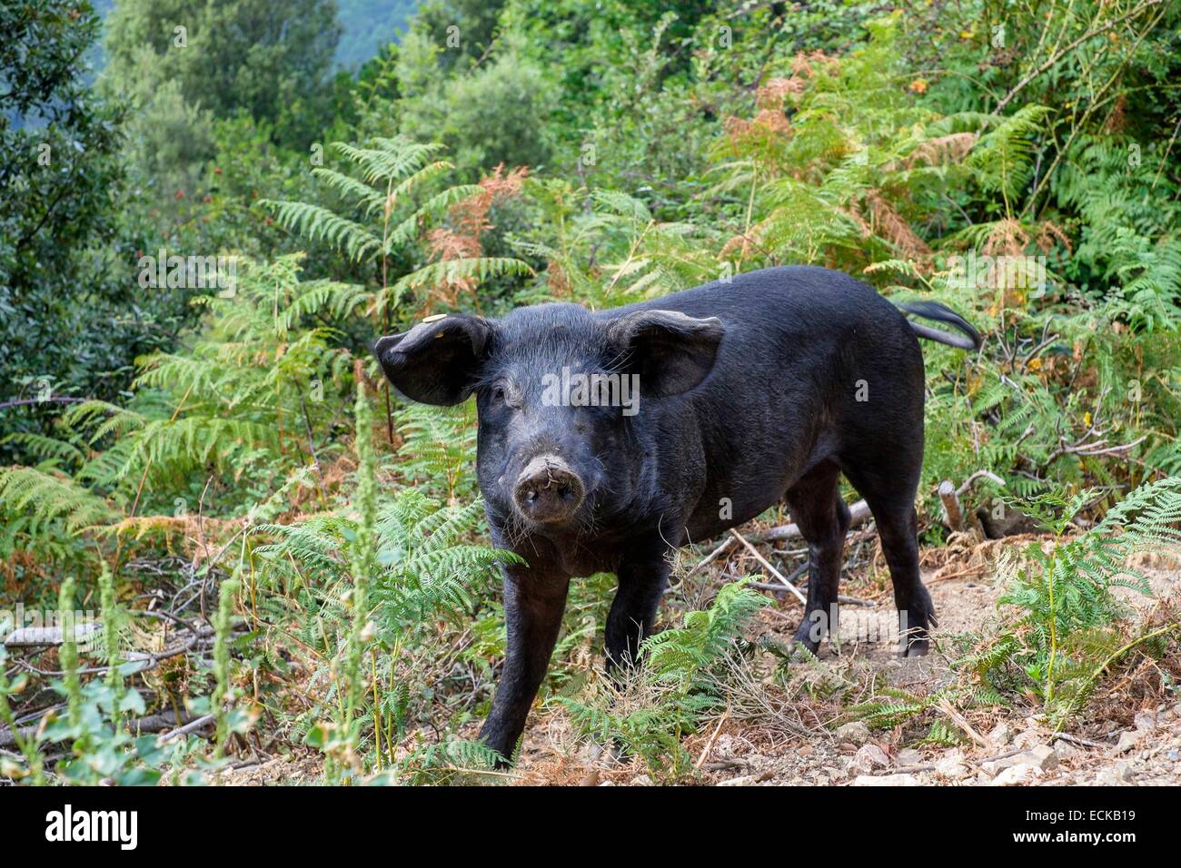 Corsican pigs -Fotos und -Bildmaterial in hoher Auflösung – Alamy