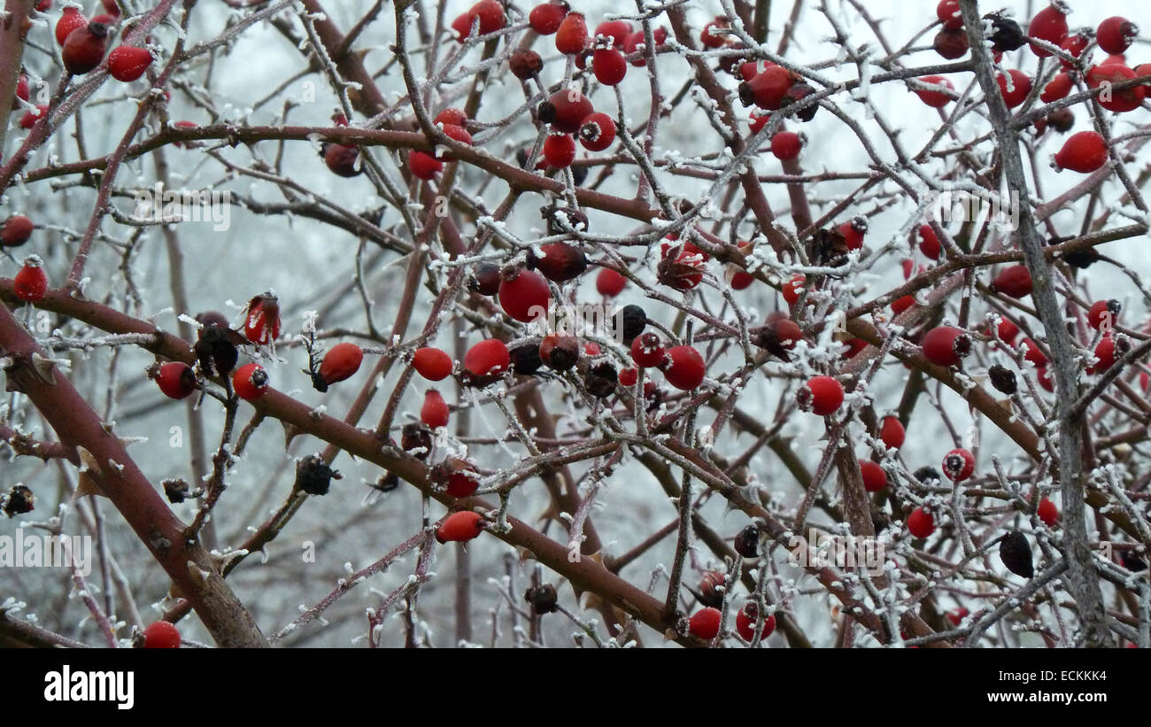 Toter rosenbusch -Fotos und -Bildmaterial in hoher Auflösung – Alamy