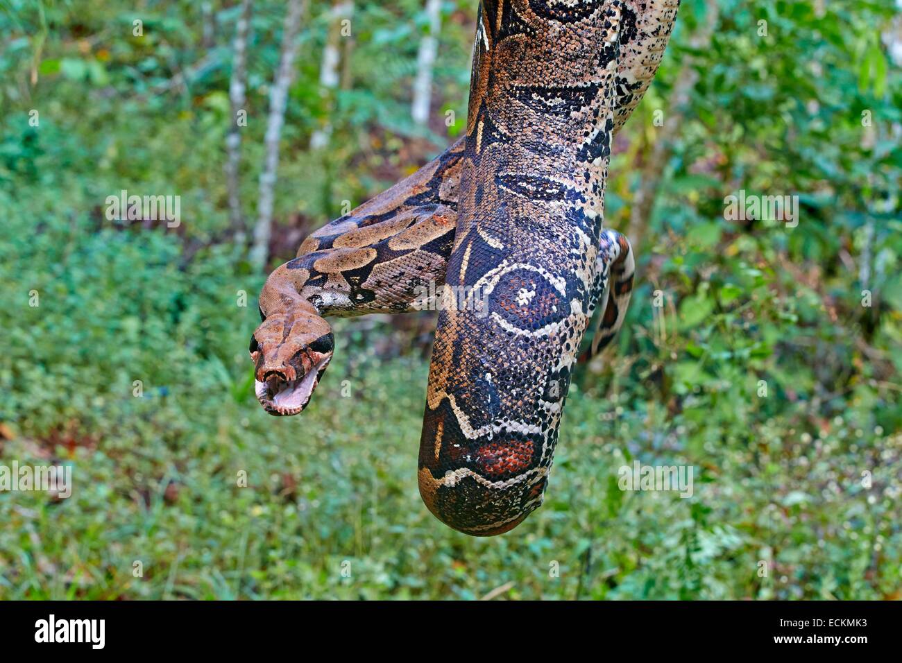 Boa constrictor boa constrictor -Fotos und -Bildmaterial in hoher ...