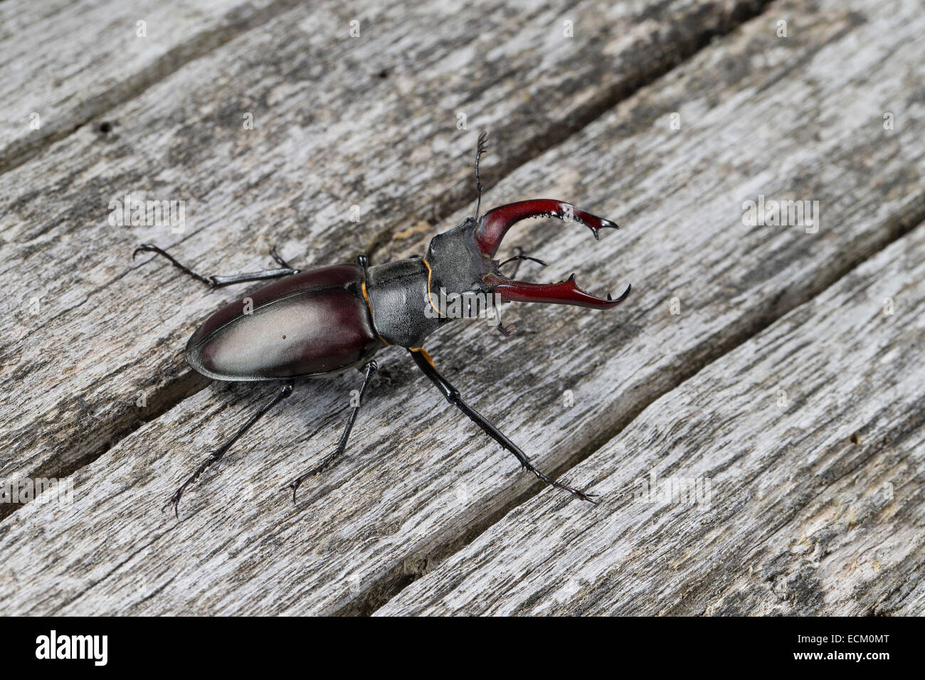 Europäischen Hirsch Käfer, Hirschkäfer, Männlich, Hirschkäfer, Männchen ...