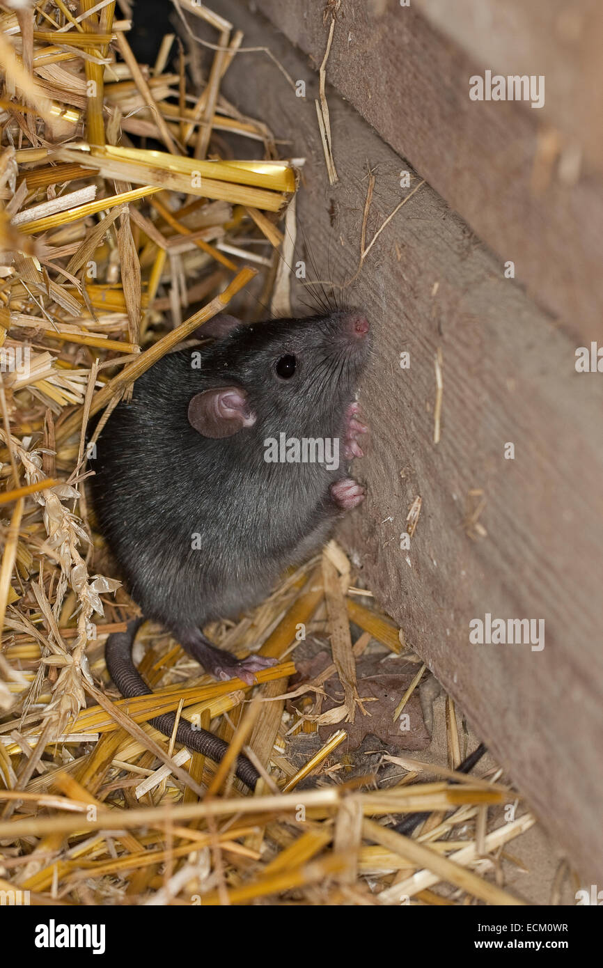 Schwarze Ratte, Dach-Ratte, Haus-Ratte, Schiff Ratte, Ratten, Hausratte ...