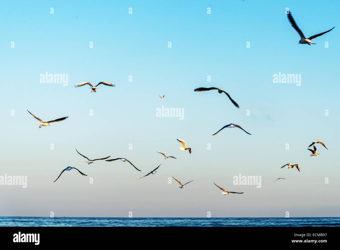 Möwe vektor -Fotos und -Bildmaterial in hoher Auflösung – Alamy