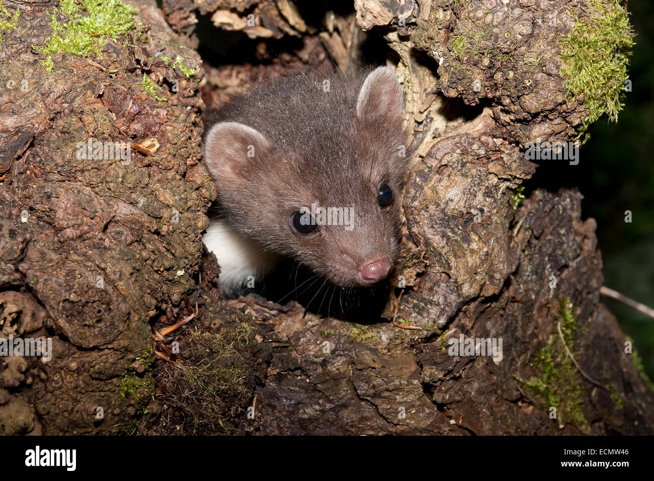 Steinmarder, Steinmarder, Pup, Steinmarder, Stein-Marder, Marder ...
