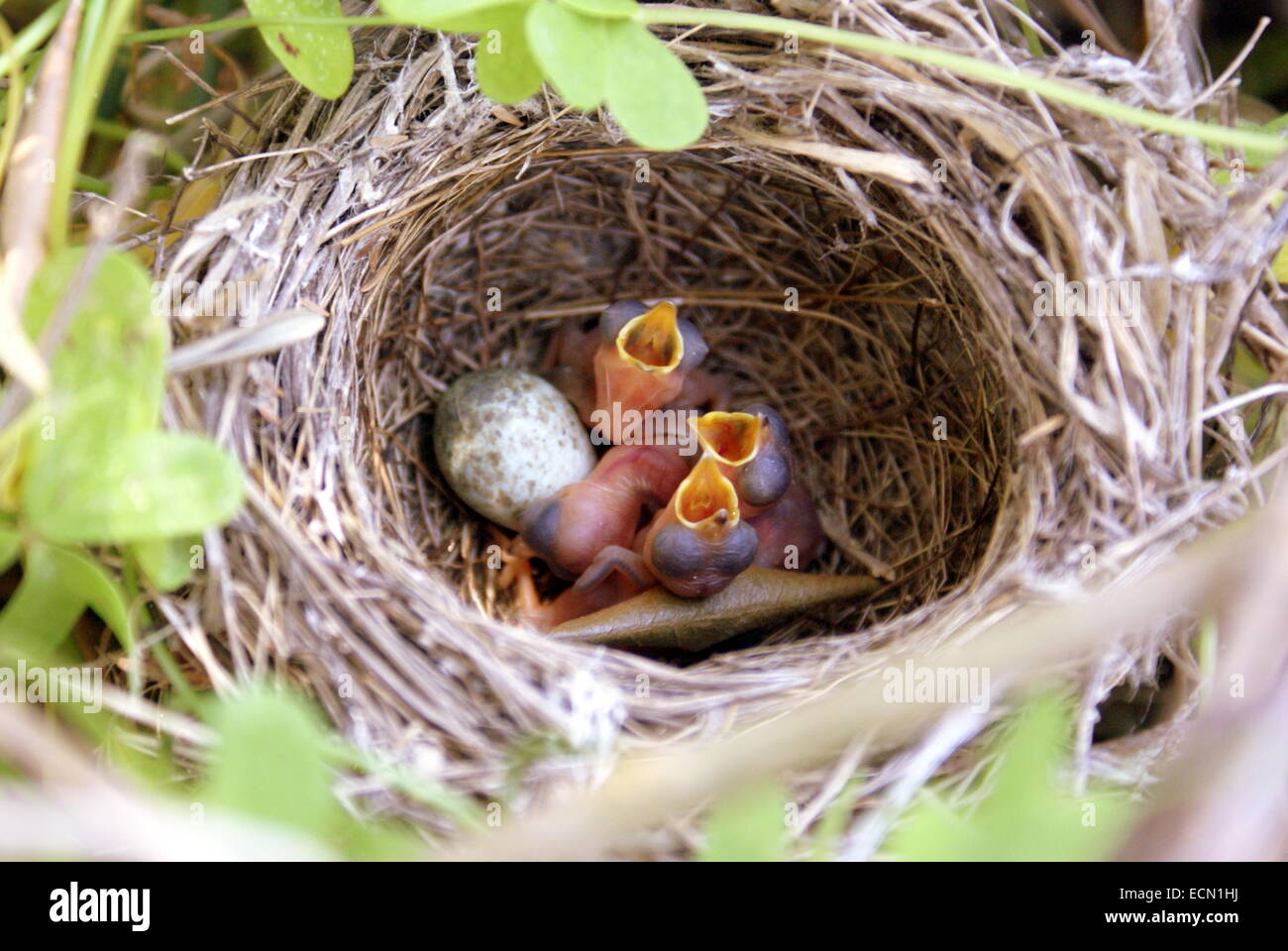 Baby Spatzen wartet Mutter um sie zu füttern Stockfotografie - Alamy