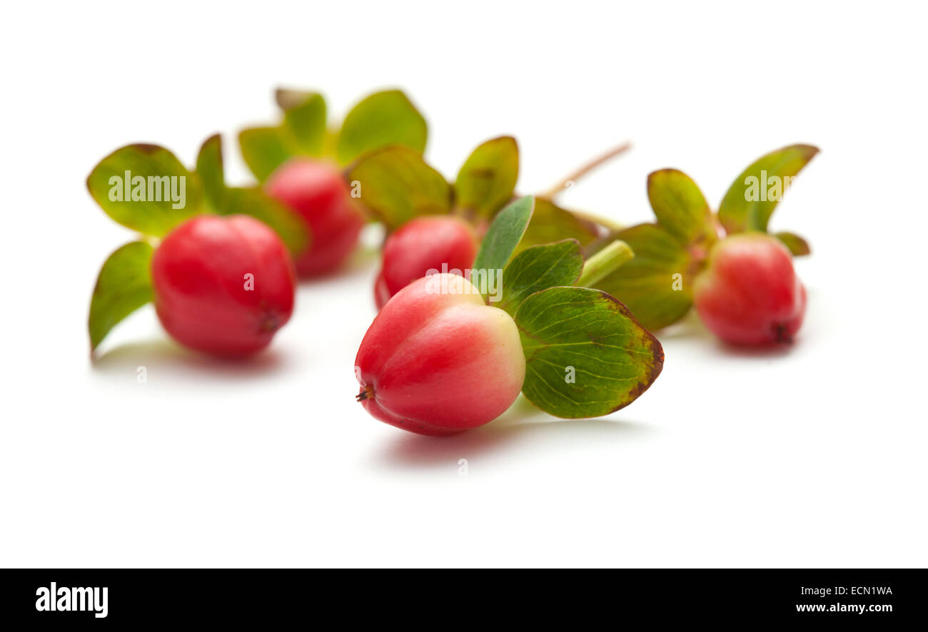 Rote hypericum beeren -Fotos und -Bildmaterial in hoher Auflösung – Alamy