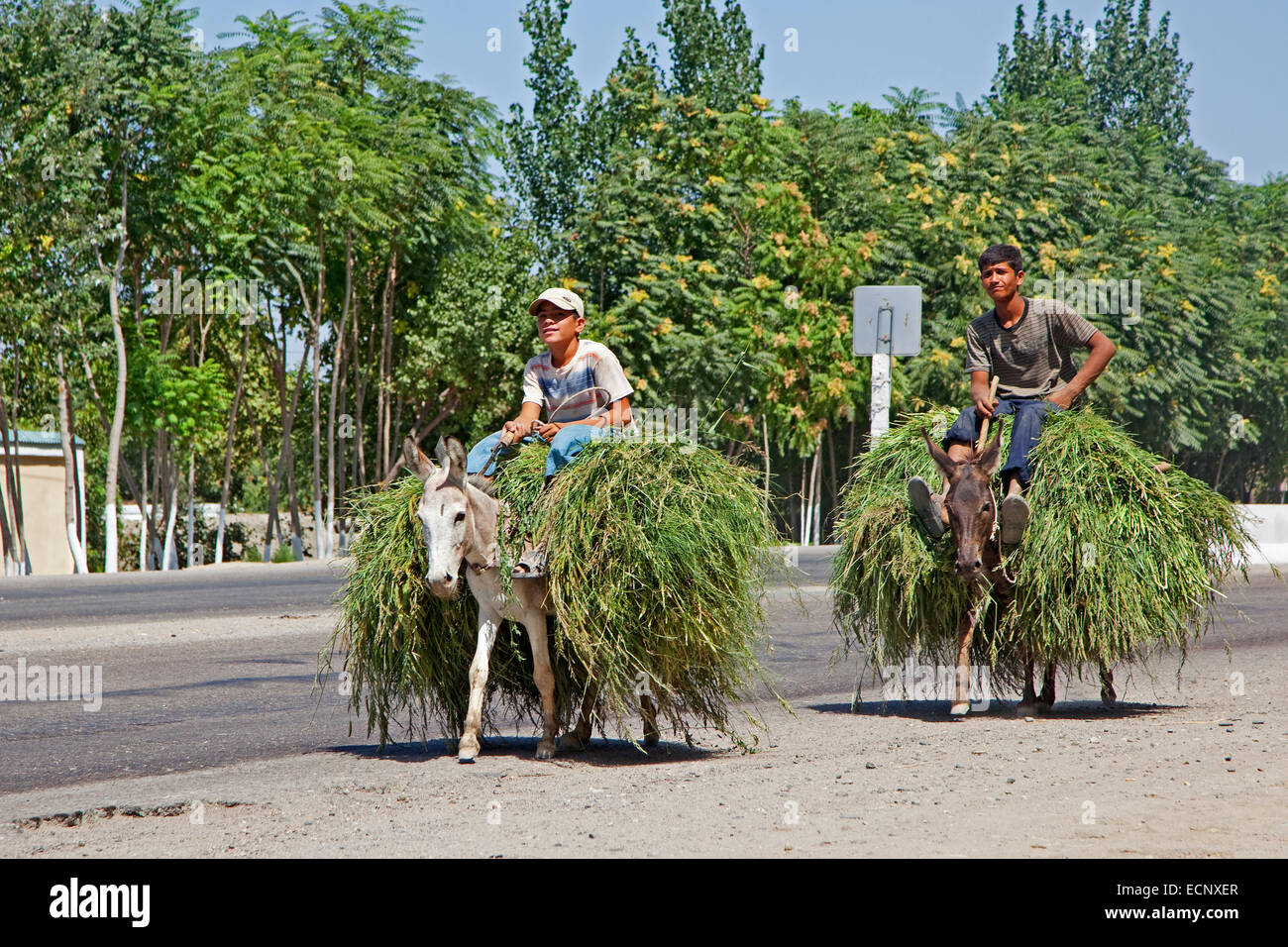 Zwei usbekische jungen Esel reiten geladen mit Rasen entlang einer ...