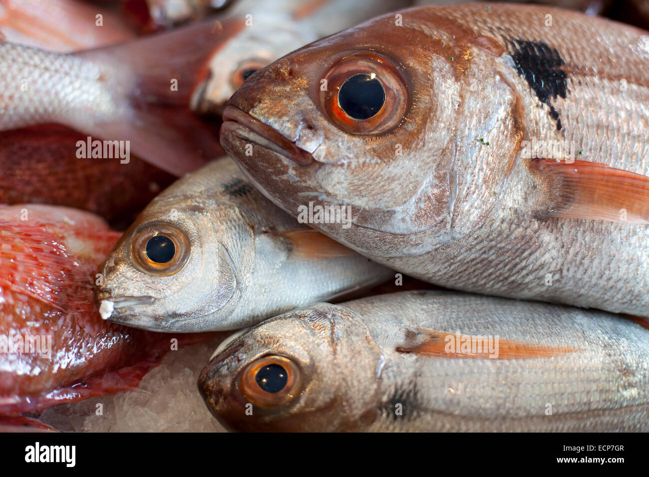 Marsaxlokk Fish Market Malta Stockfotos und -bilder Kaufen - Alamy