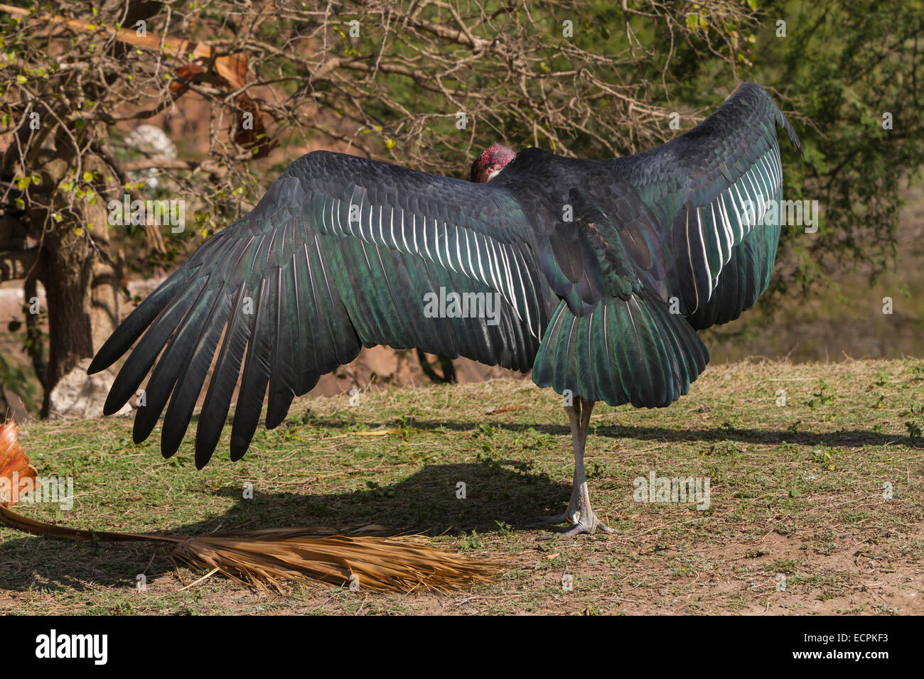 Marabu stork -Fotos und -Bildmaterial in hoher Auflösung – Alamy