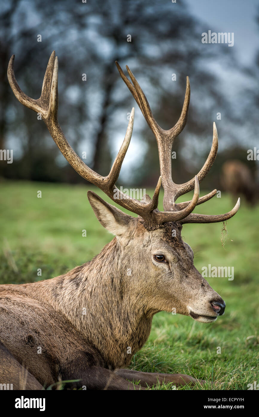 Reh und hirsch -Fotos und -Bildmaterial in hoher Auflösung – Alamy