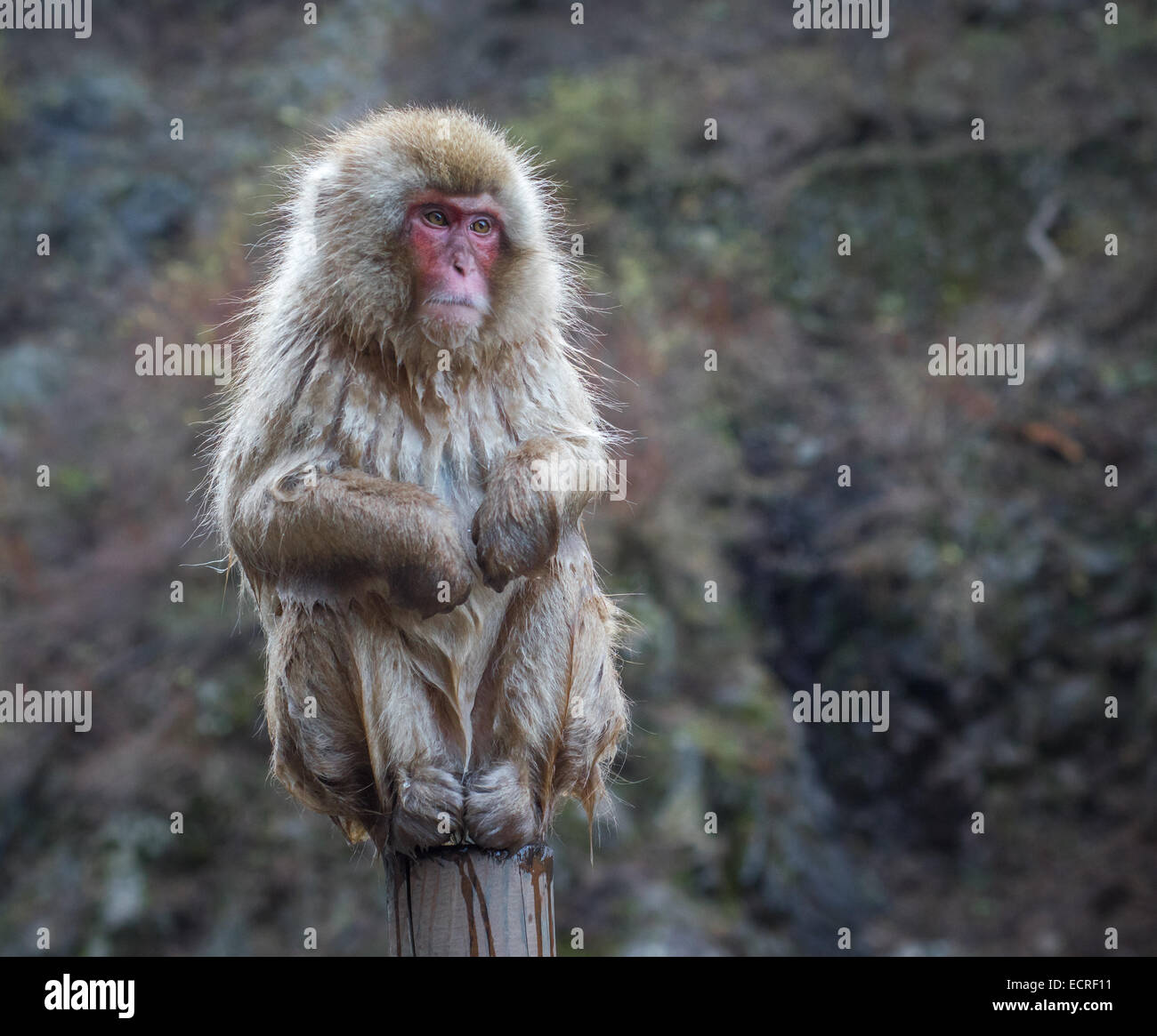Japanese macaque hot spring -Fotos und -Bildmaterial in hoher Auflösung ...