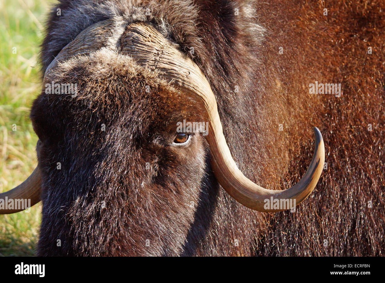 Moschus ochsen -Fotos und -Bildmaterial in hoher Auflösung – Alamy