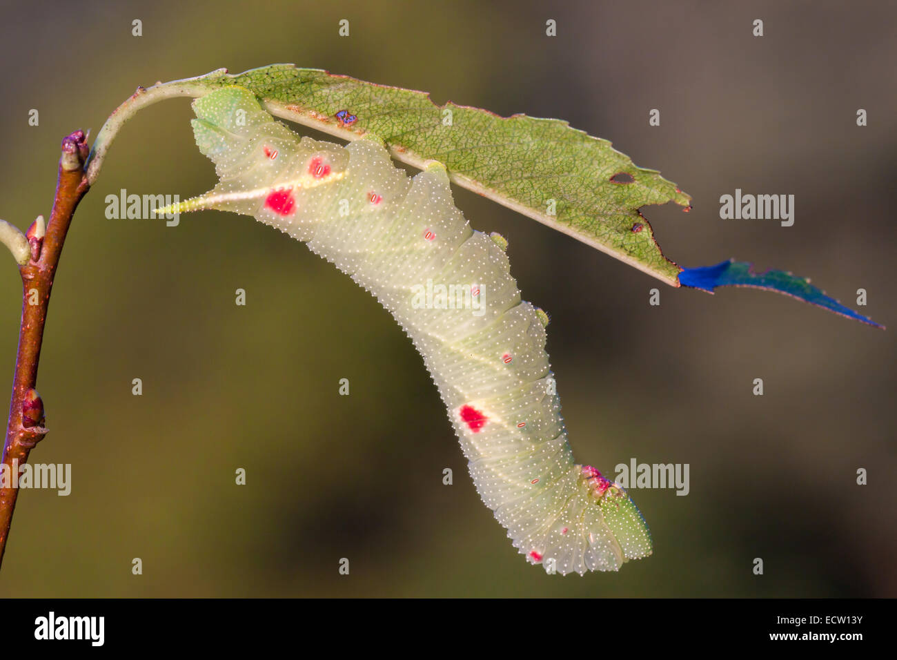 Kleine rote flecken -Fotos und -Bildmaterial in hoher Auflösung – Alamy