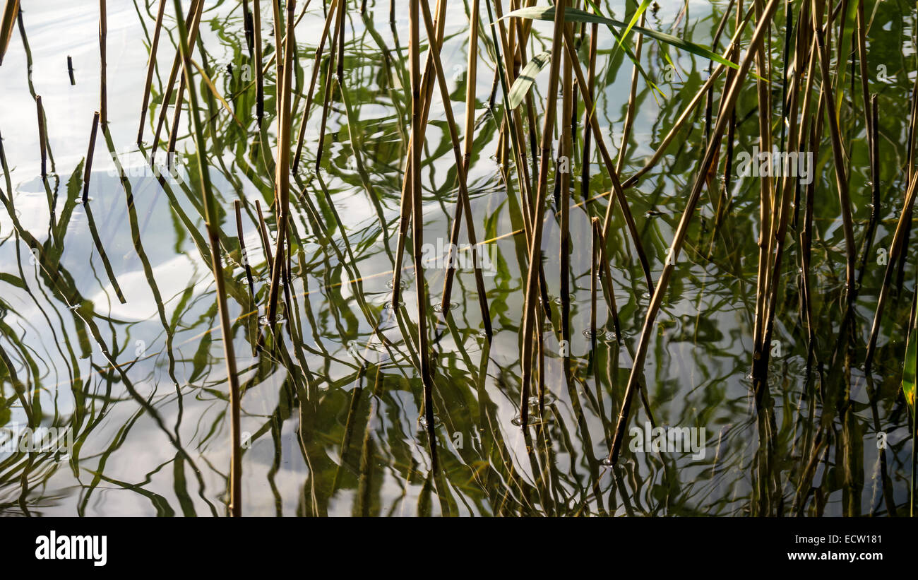 Water reet -Fotos und -Bildmaterial in hoher Auflösung – Alamy