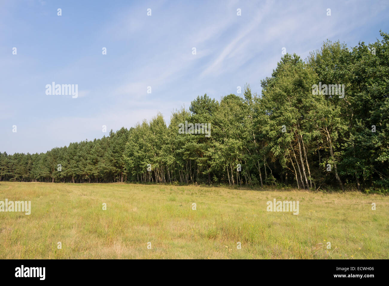 Sommer baum -Fotos und -Bildmaterial in hoher Auflösung – Alamy