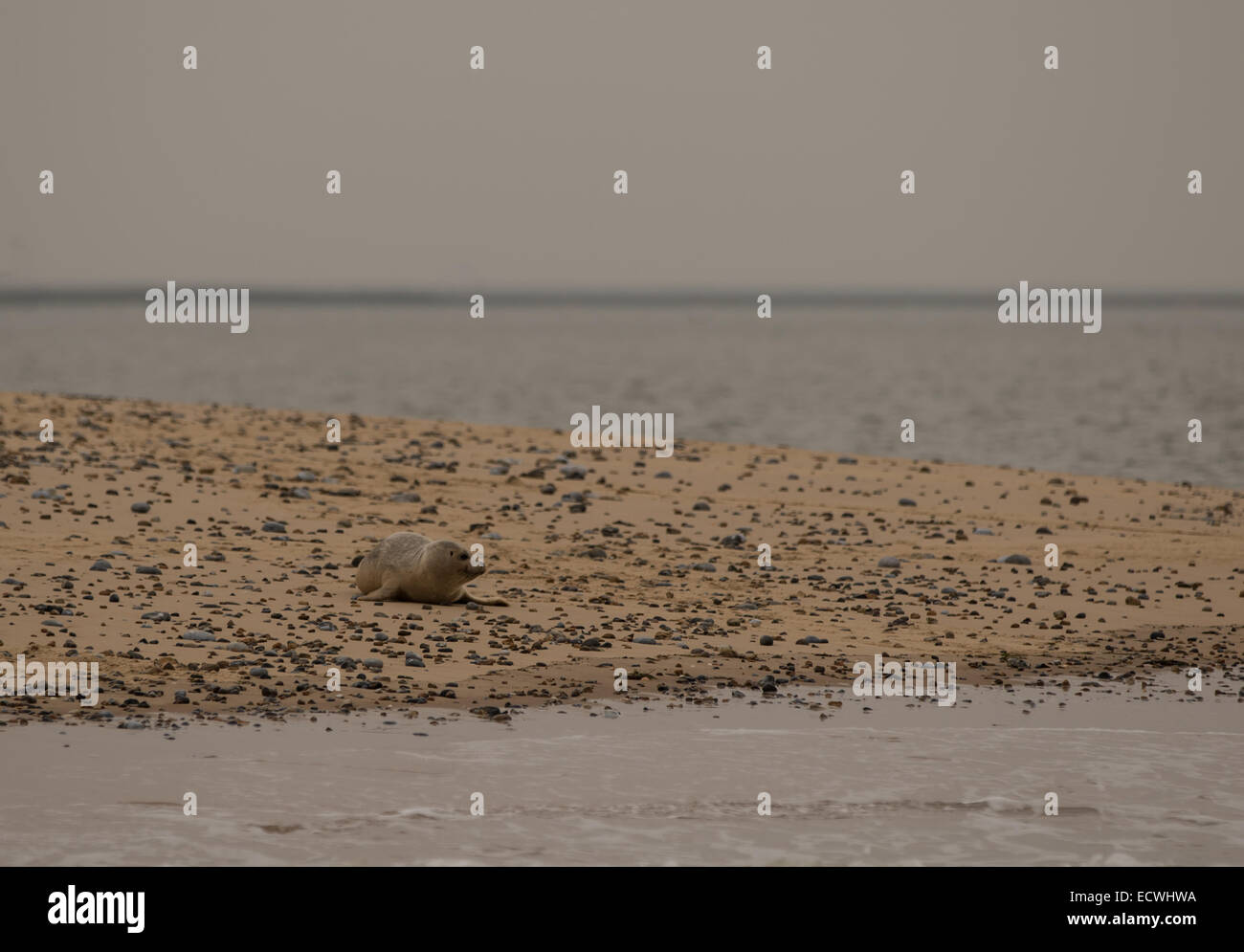 Robbe allein am strand -Fotos und -Bildmaterial in hoher Auflösung – Alamy