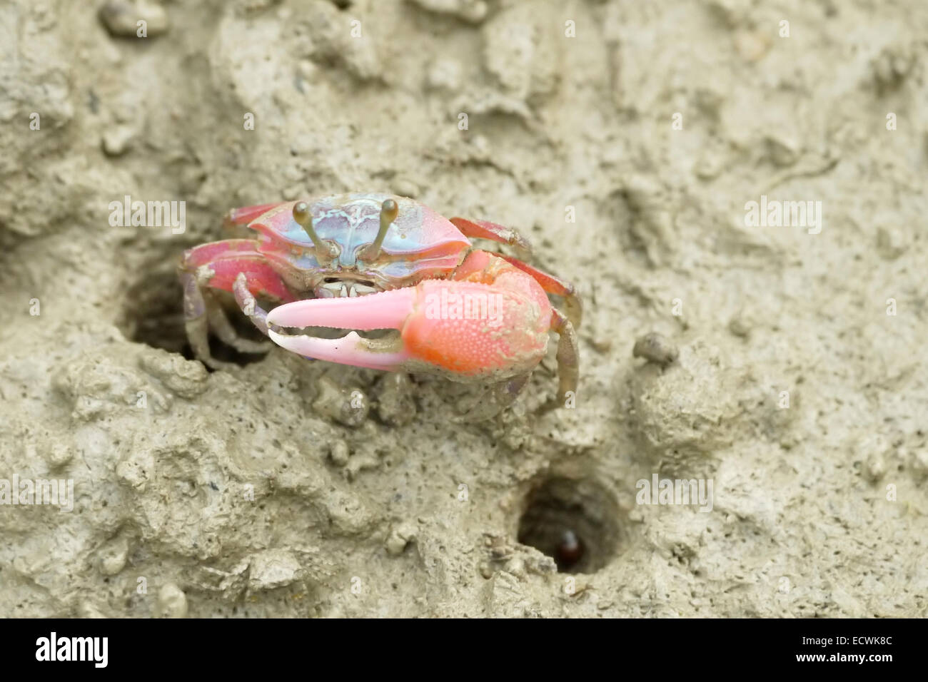 Krabbe rot -Fotos und -Bildmaterial in hoher Auflösung – Alamy