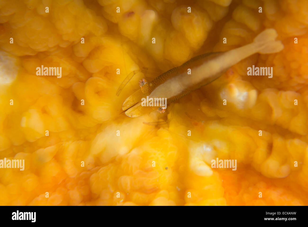 Getarnter seestern -Fotos und -Bildmaterial in hoher Auflösung – Alamy