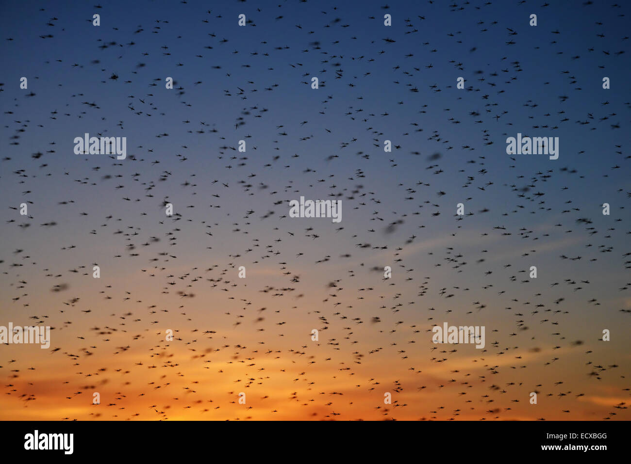 Mückenschwarm sonnenstrahl -Fotos und -Bildmaterial in hoher Auflösung ...