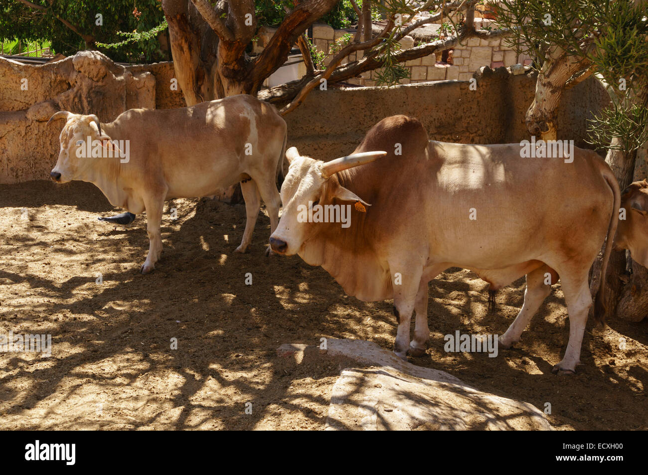 Gran Canaria - Parque Cocodrilos, Krokodil und Tier Rettung Zentrum Zoo ...