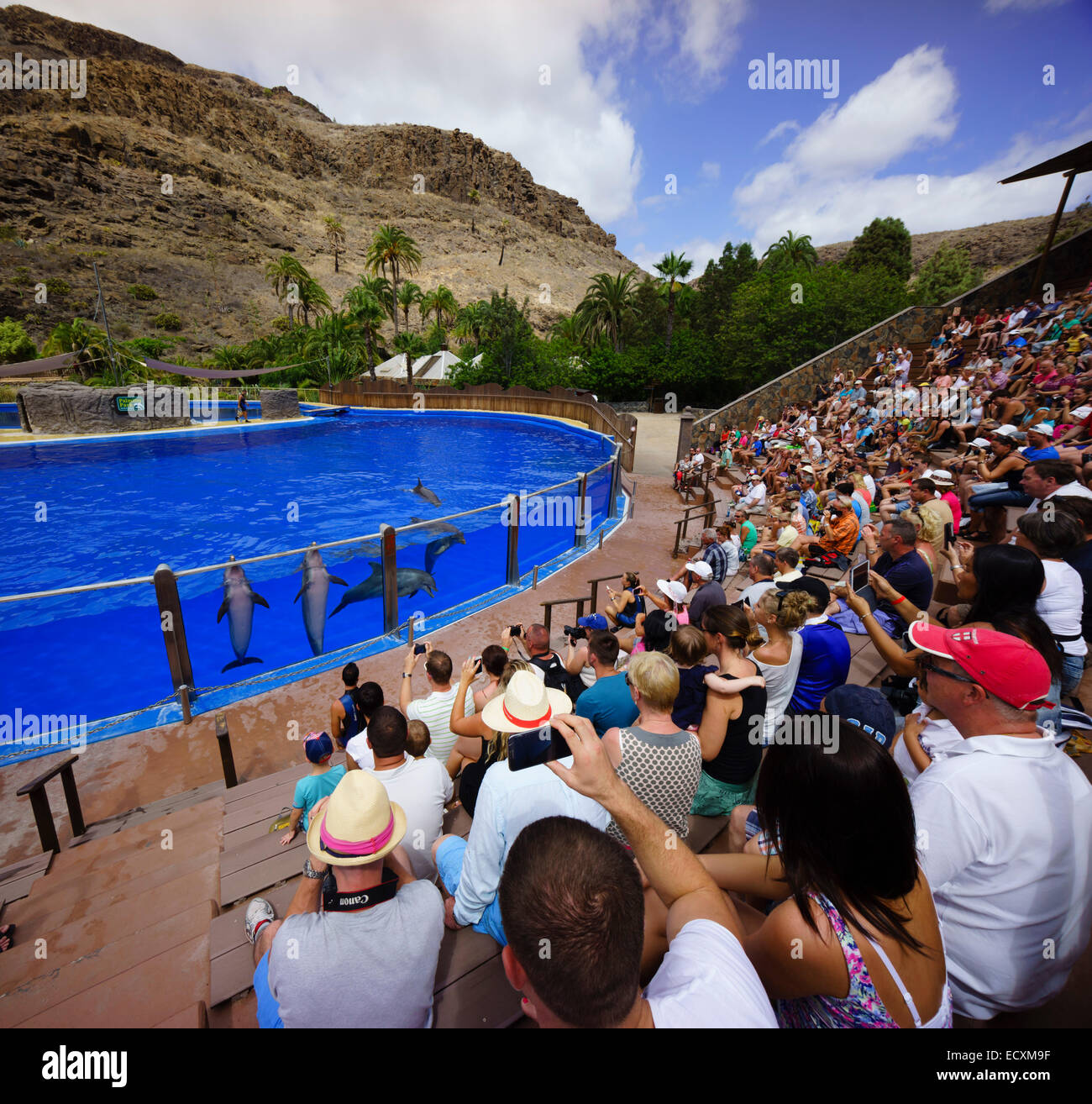 Gran canaria palmitos park dolphin -Fotos und -Bildmaterial in hoher ...
