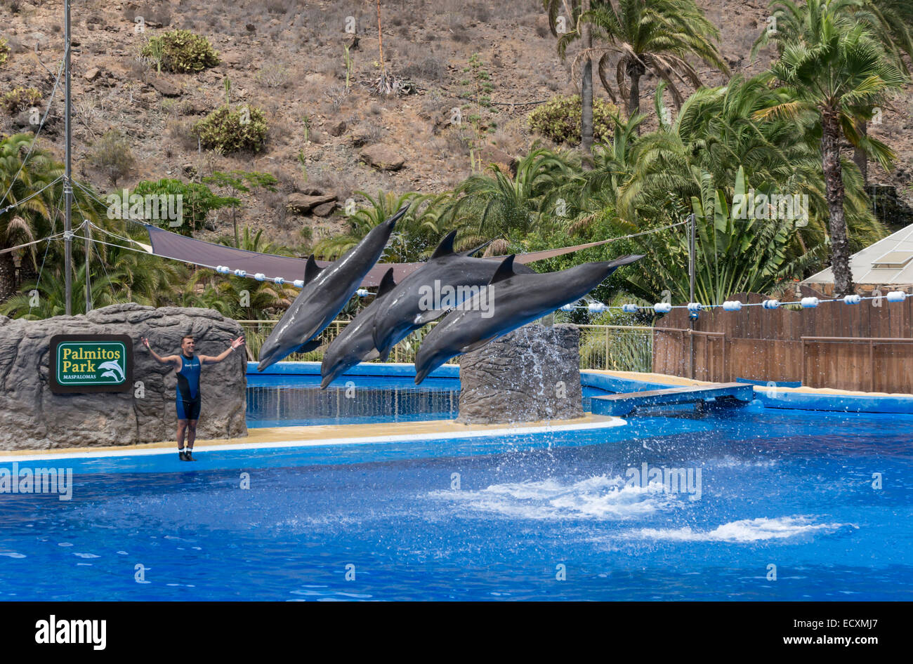Gran Canaria - Palmitos Park. Delphin-Show Stockfotografie - Alamy